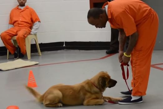 This Prison Found A Way To Help Stray Dogs And Prisoners At The Same ...